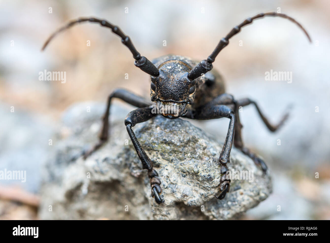 Weaver Beetle Stock Photos & Weaver Beetle Stock Images - Alamy
