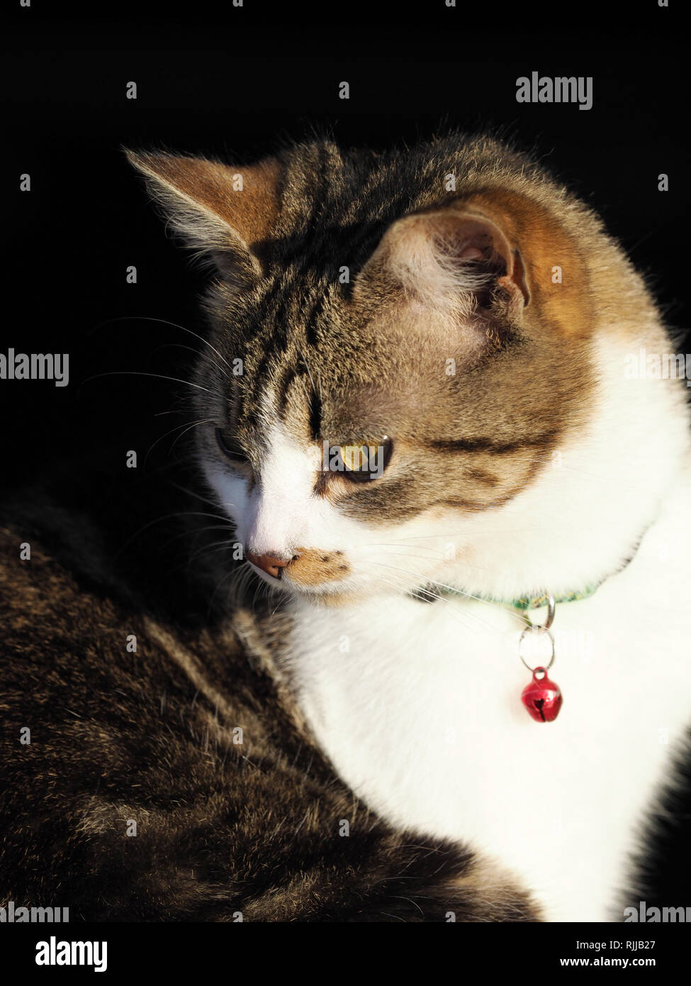 Tortoise Shell Cat High Resolution Stock Photography and Images - Alamy