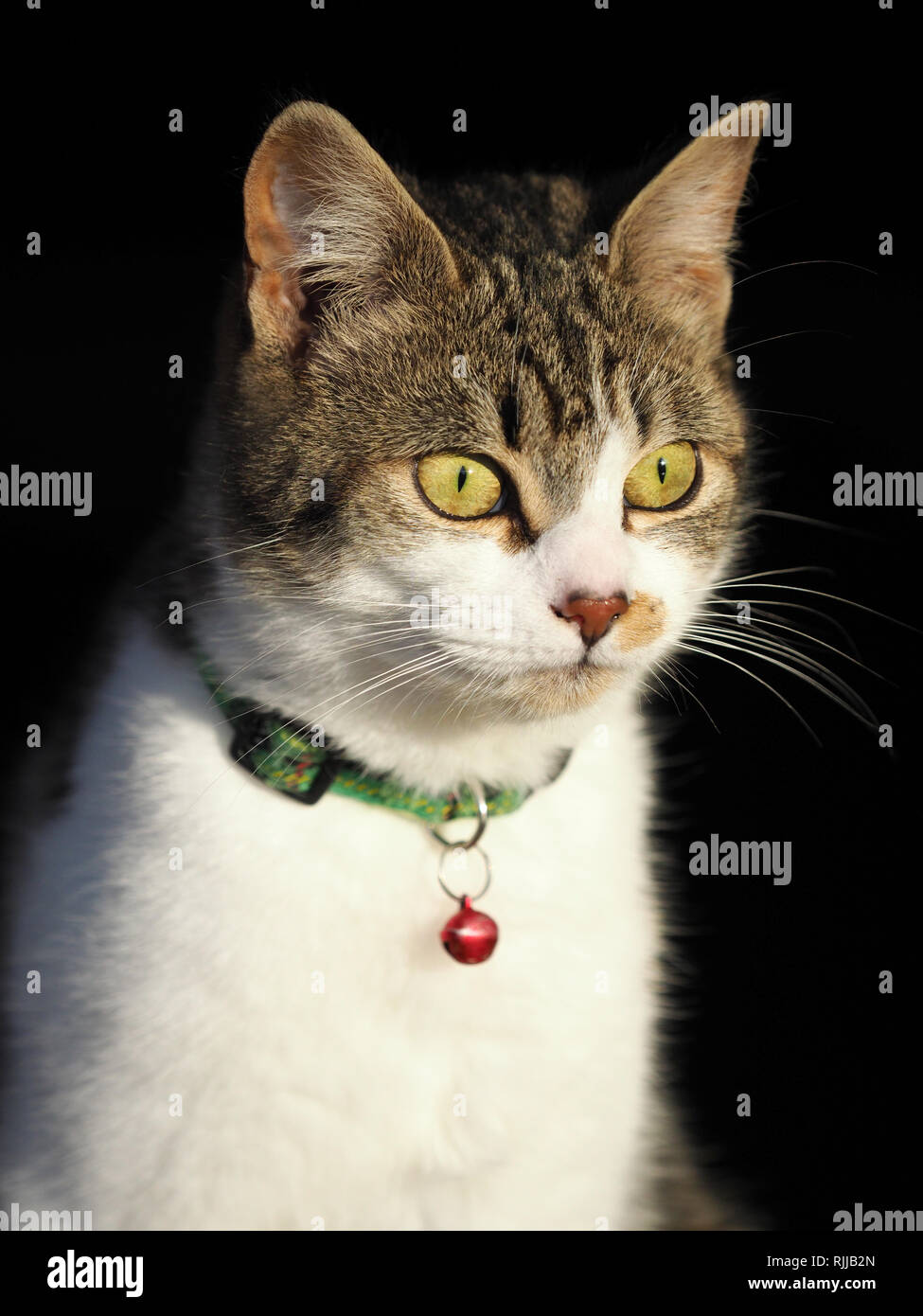 Tortoise shell cat hi-res stock photography and images - Alamy