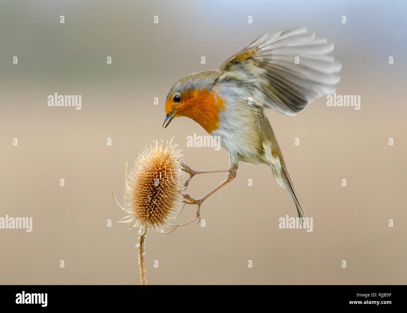 Robin flying uk hi-res stock photography and images - Alamy