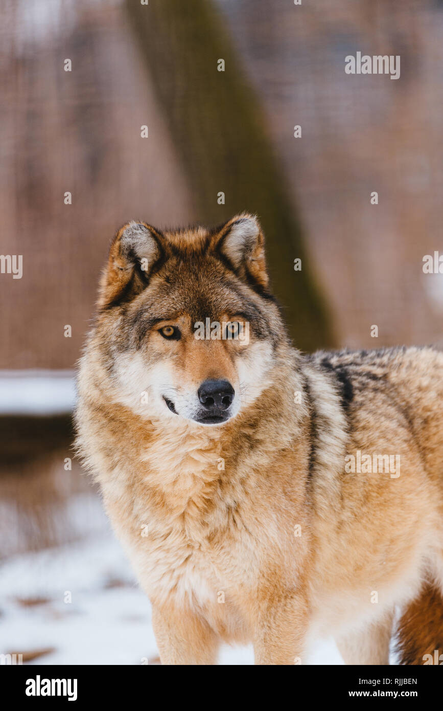 Predatory beast hi-res stock photography and images - Alamy