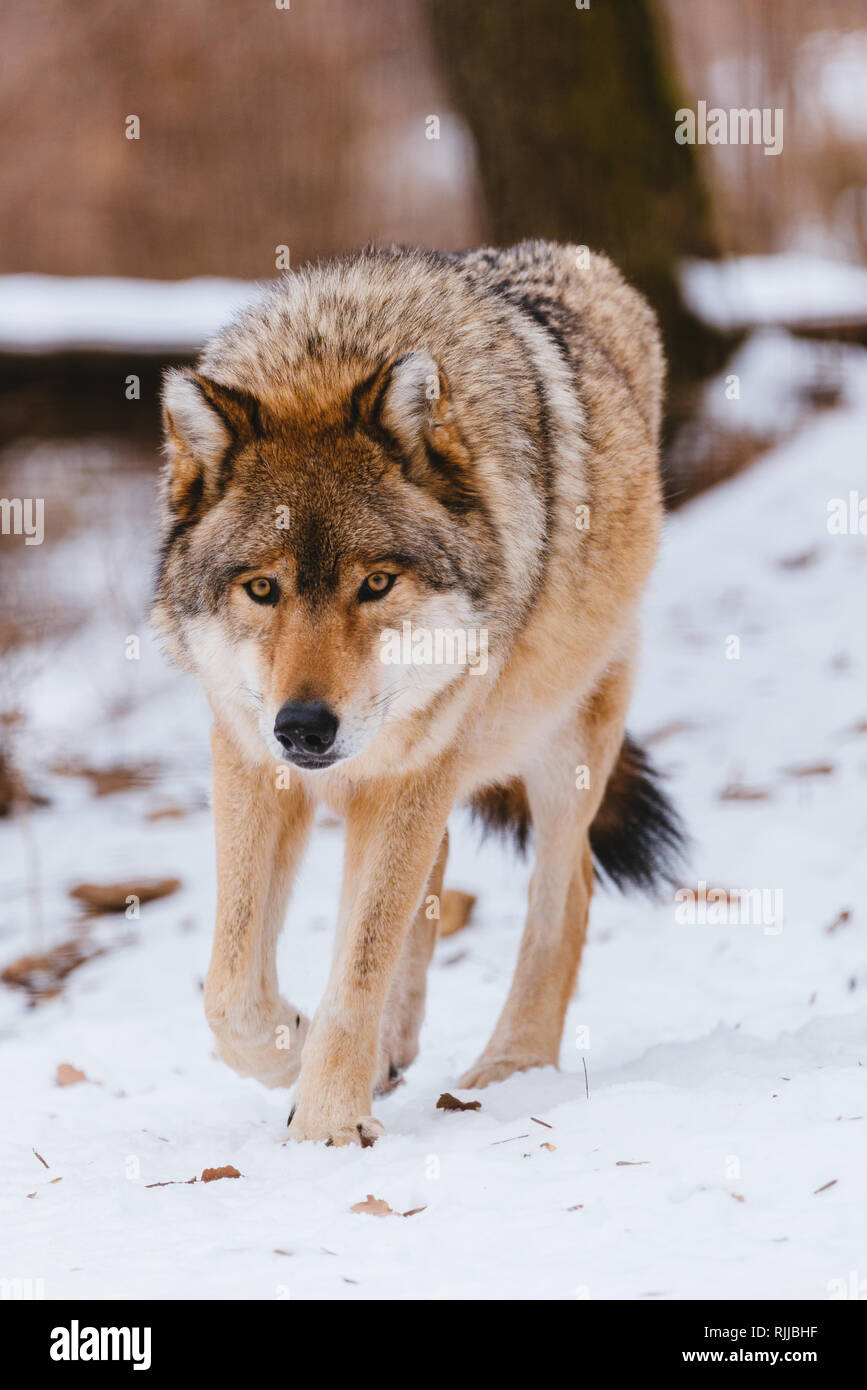 Mammal Wolf Timber High Resolution Stock Photography and Images - Alamy