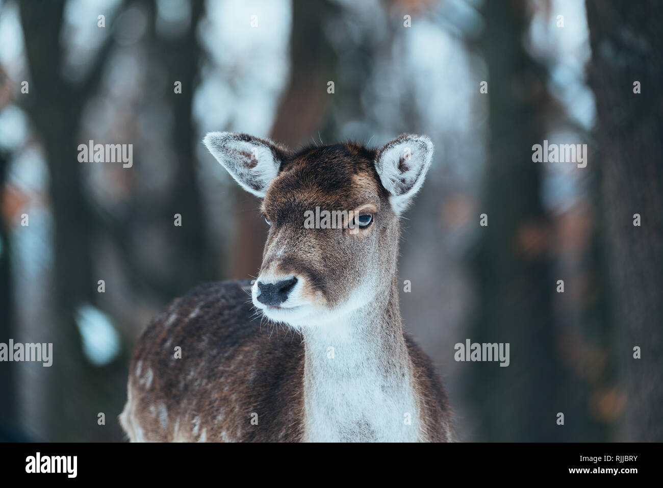 Female fallow hi-res stock photography and images - Alamy