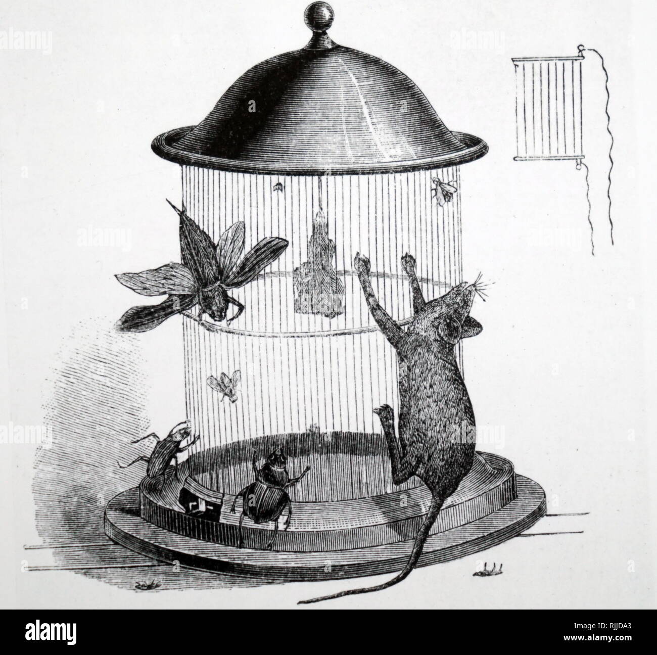 Mouse trap cage hi-res stock photography and images - Alamy