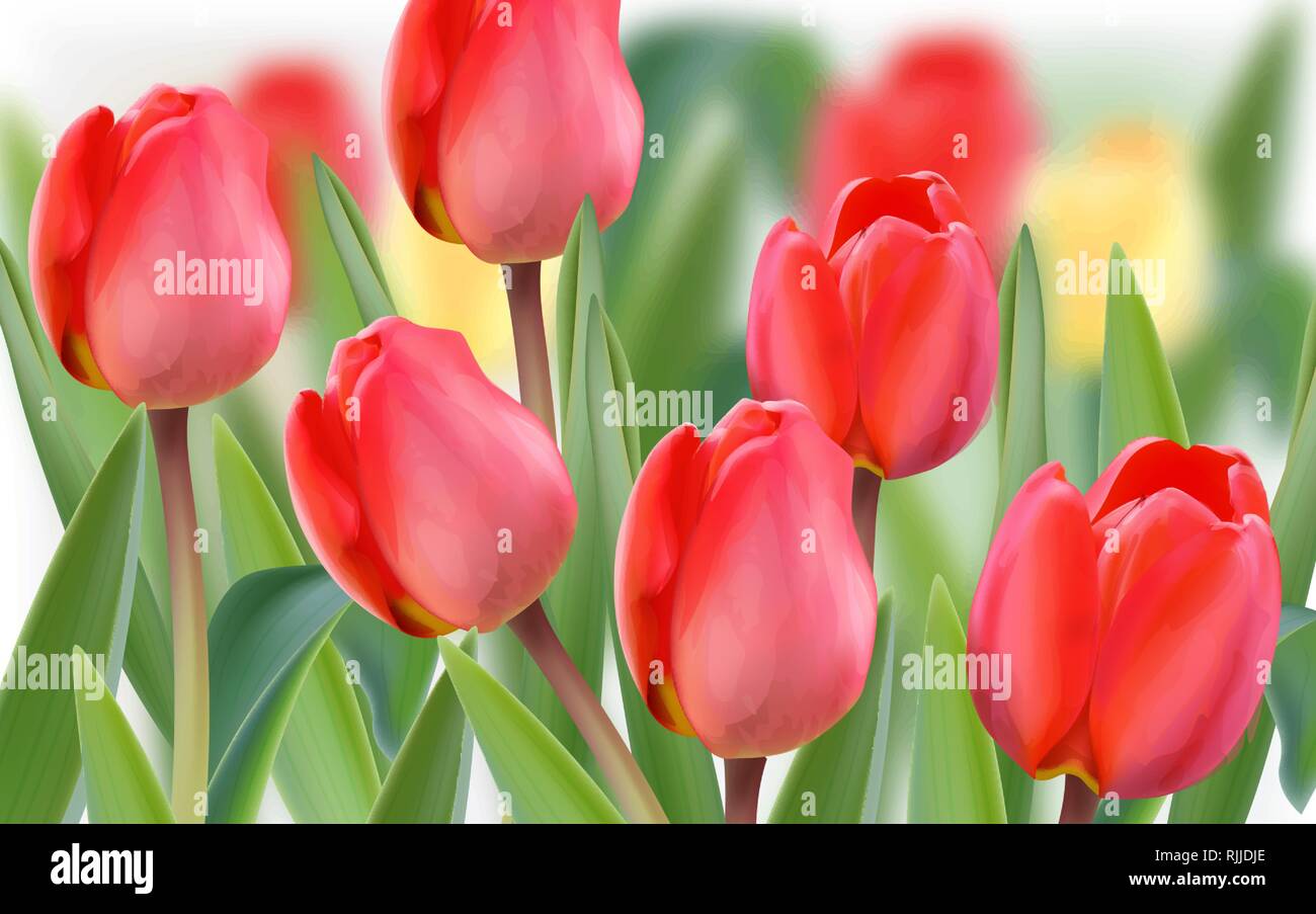 Spring tulip flowers field Vector realistic banner templates. Season ...