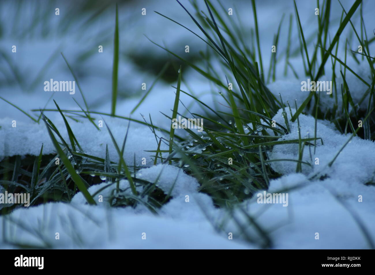 Snow on Grass, Water Droplets Stock Photo - Alamy