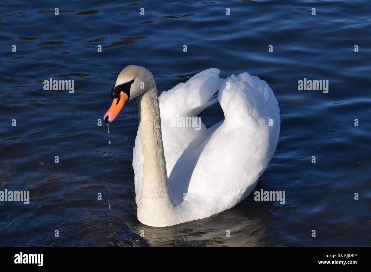 Swan after a drive Stock Photo - Alamy