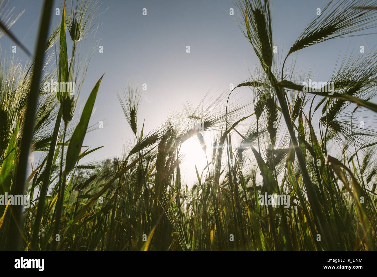Barley tree in sunset ||Beautiful nature Stock Photo - Alamy