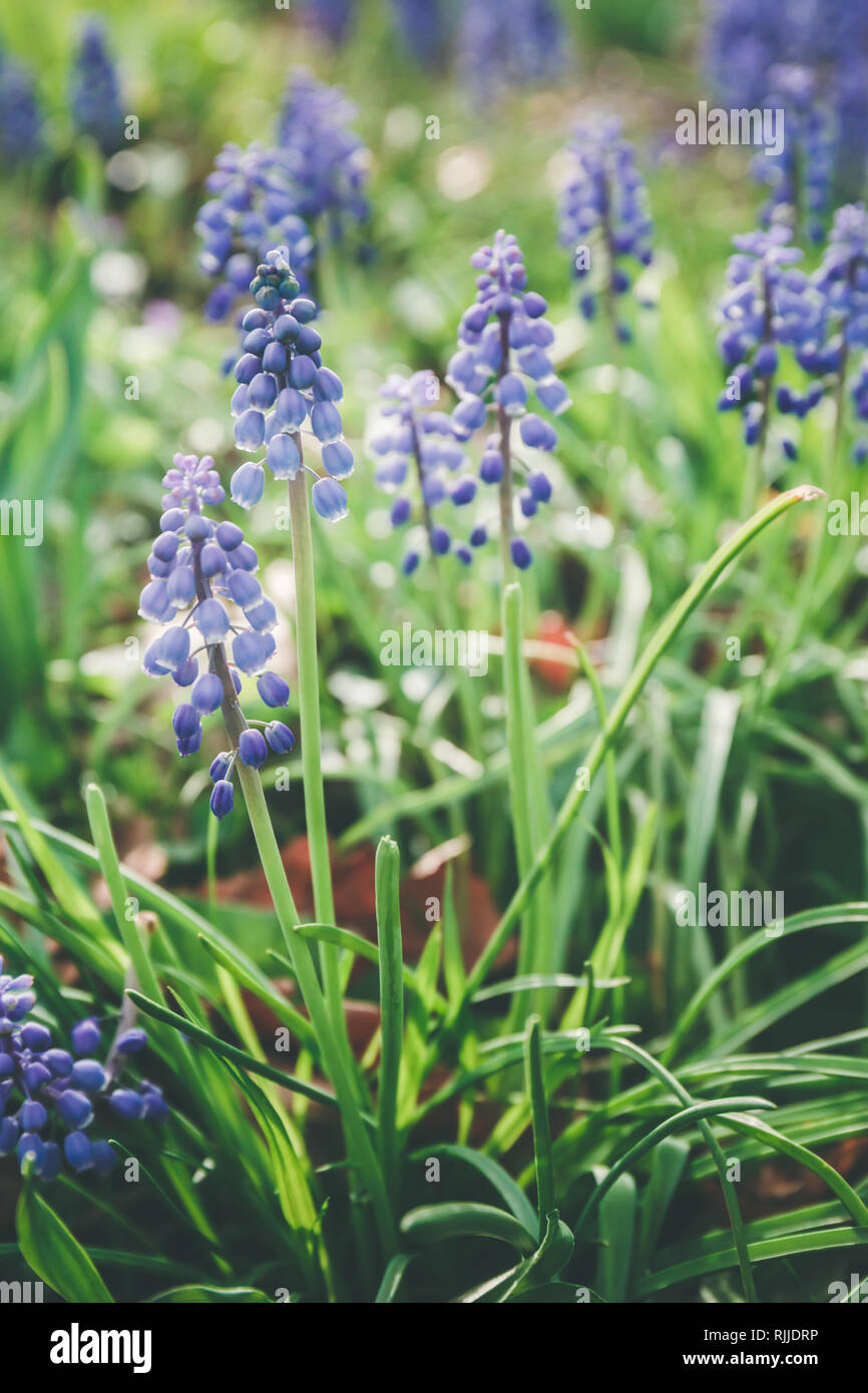 Spring hyacinths at the meadow. Spring, fresh start, new beginning ...