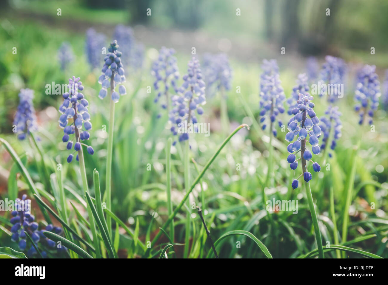 Spring hyacinths at the meadow. Spring, fresh start, new beginning ...