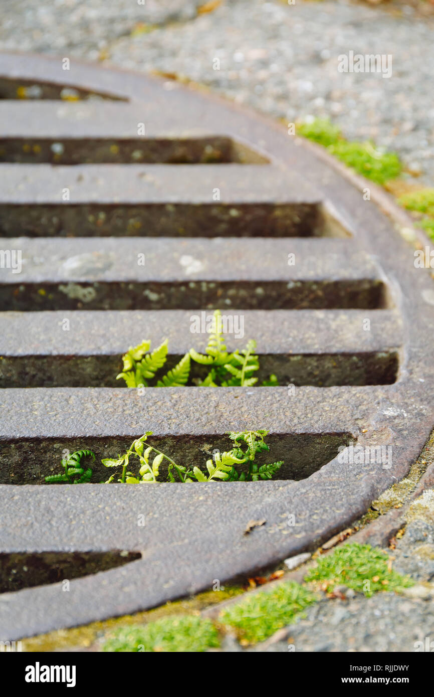 Plant growing through rain hatch. Struggle for life and will to survive ...