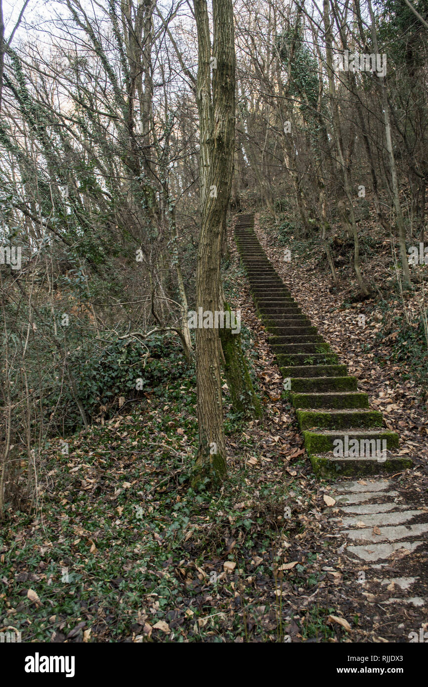 Stone stairs in forest hi-res stock photography and images - Alamy