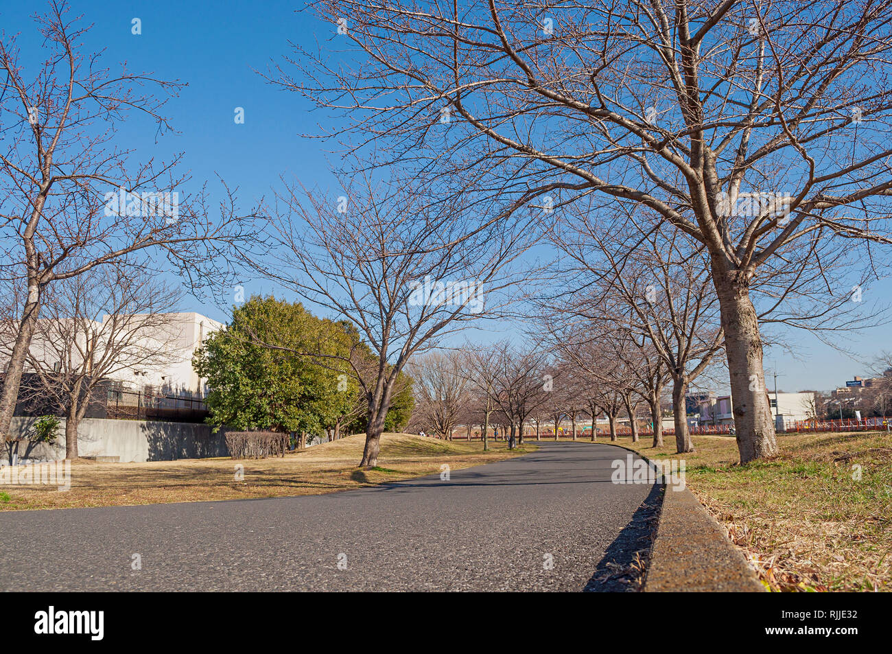 Road with sakura trees during winter in Kita-Kashiwa, Chiba, Japan ...