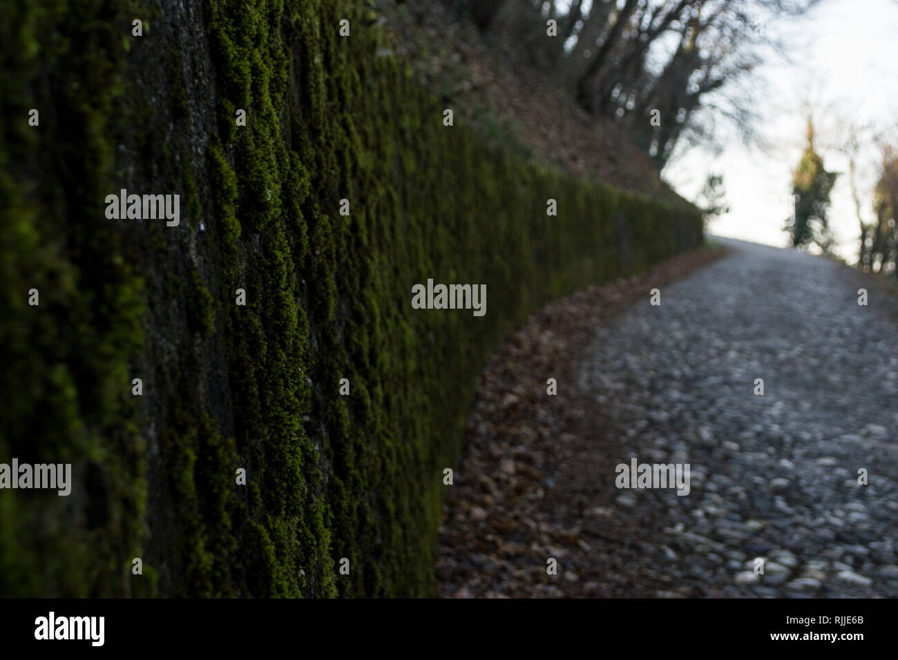 Detail of musk growing on the concrete wall near the old stone pathway ...
