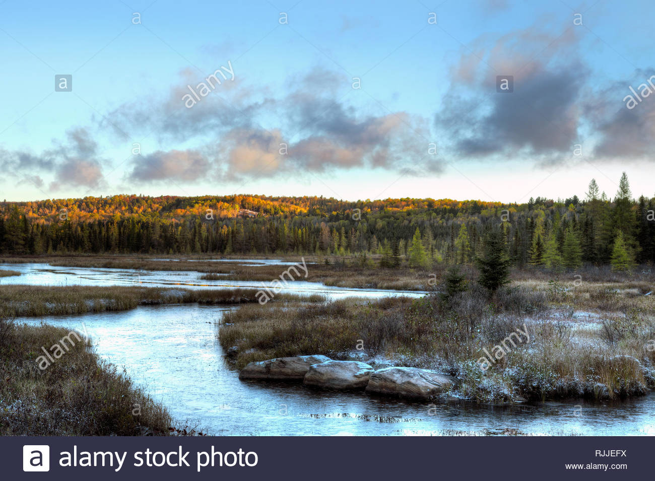 Tamarack Trees High Resolution Stock Photography and Images - Alamy