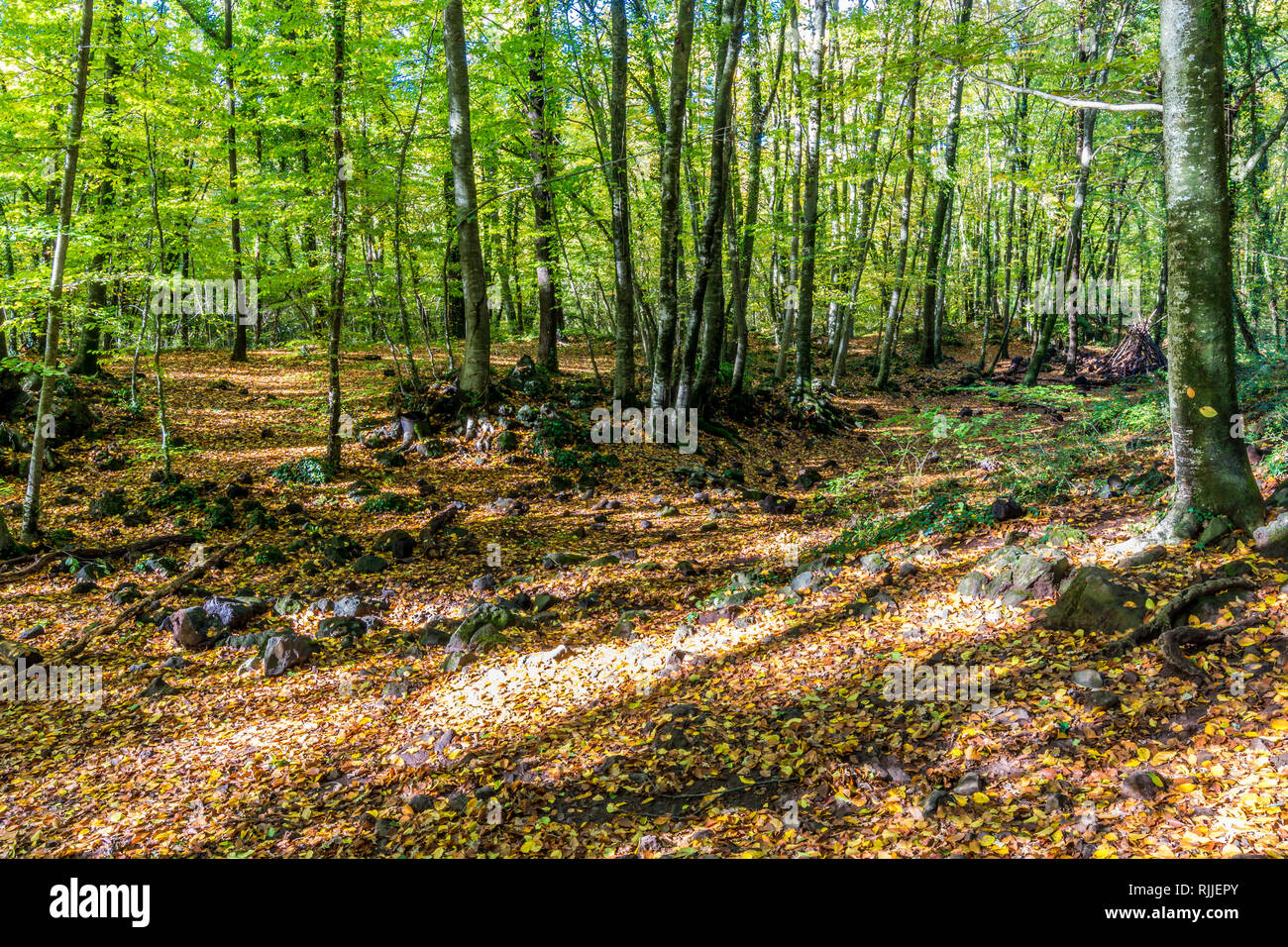 Amazing forest hi-res stock photography and images - Alamy