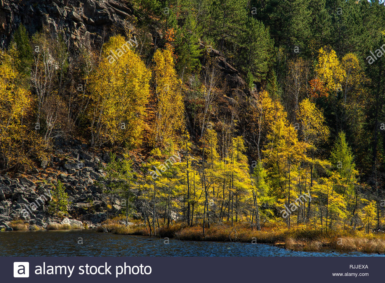 Tamarack Trees High Resolution Stock Photography and Images - Alamy