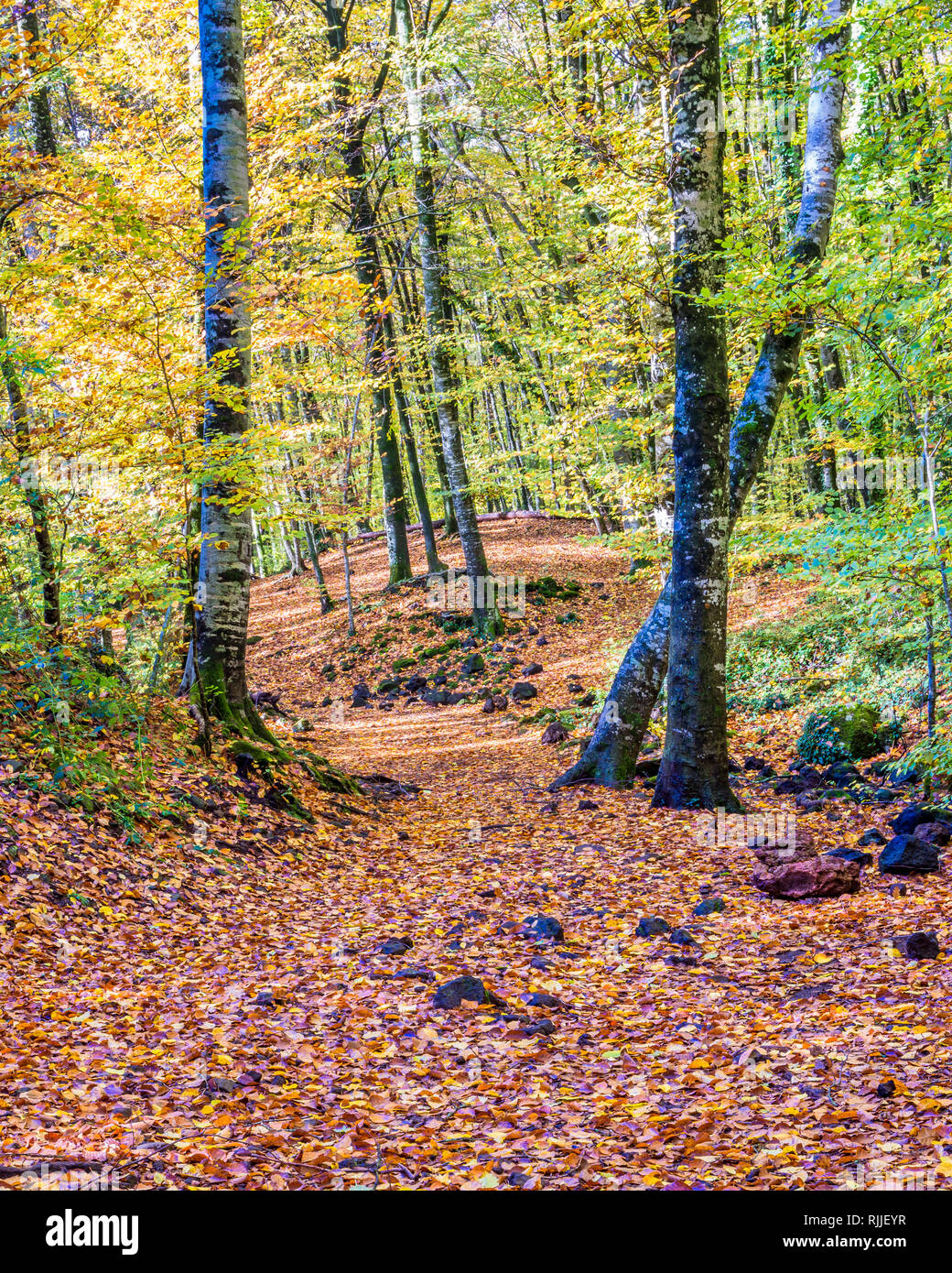 Amazing forest hi-res stock photography and images - Alamy