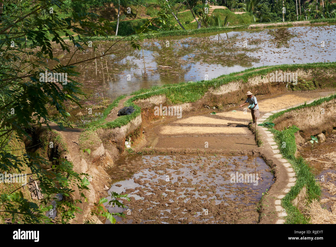 Tegalalang Rice Terrace is one of the famous tourist objects in Bali ...