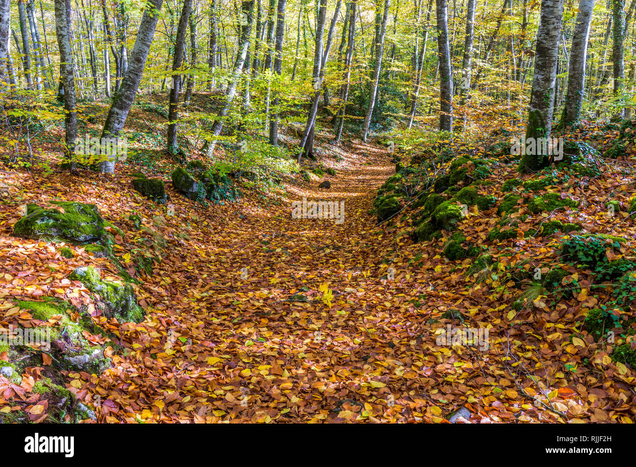 Amazing forest in the autumn season Stock Photo - Alamy