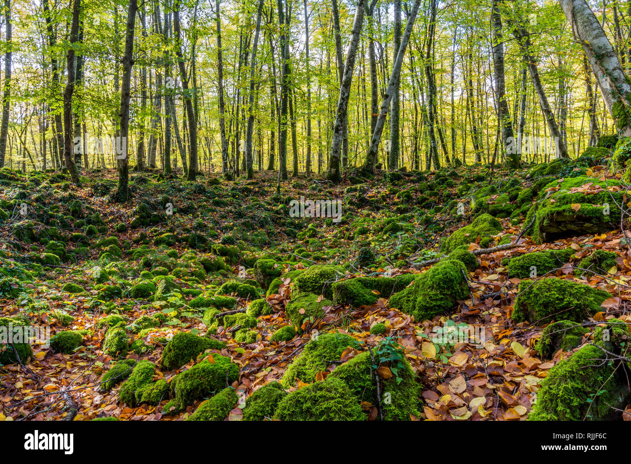 Amazing forest hi-res stock photography and images - Alamy
