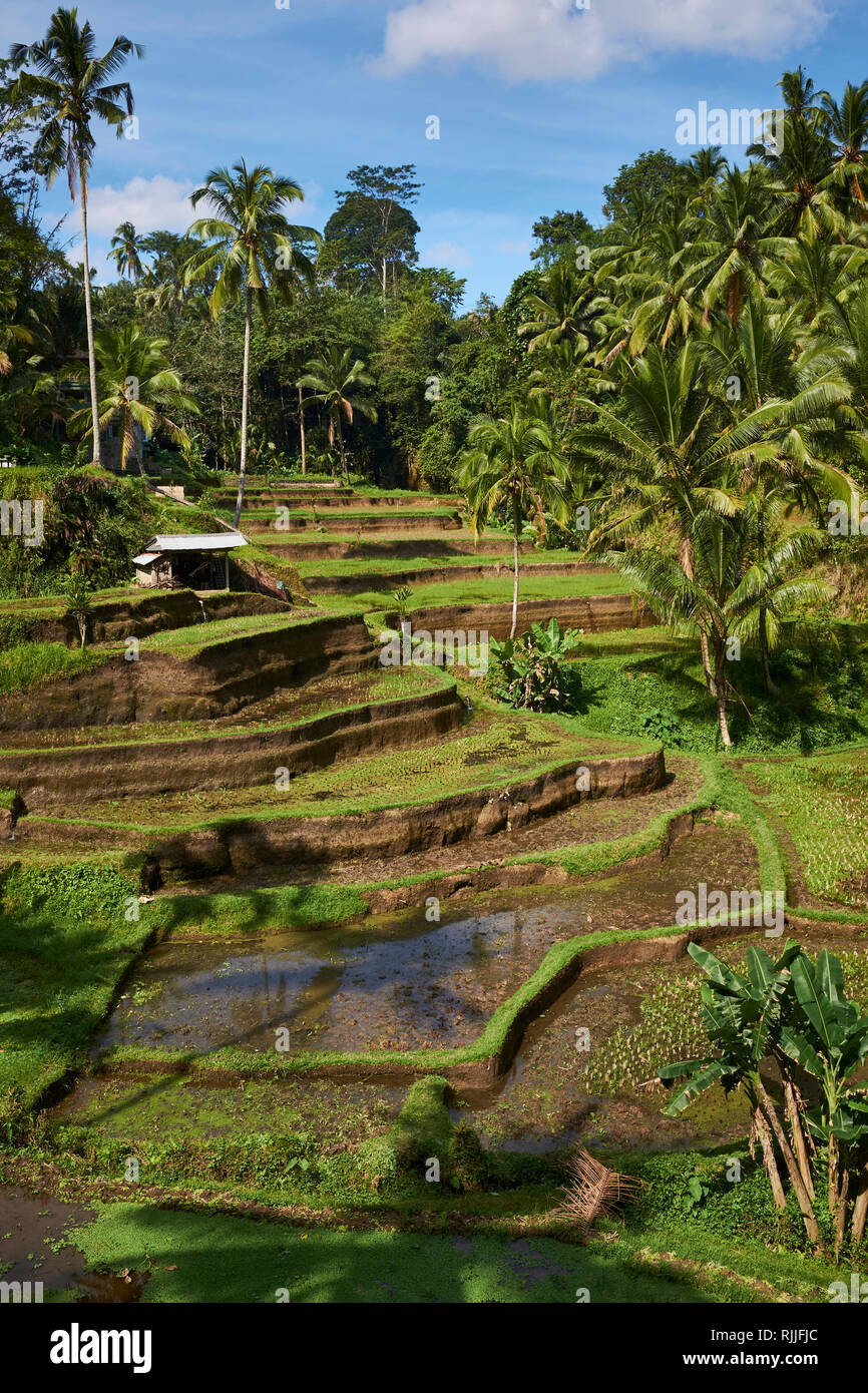 Tegalalang Rice Terrace is one of the famous tourist objects in Bali ...