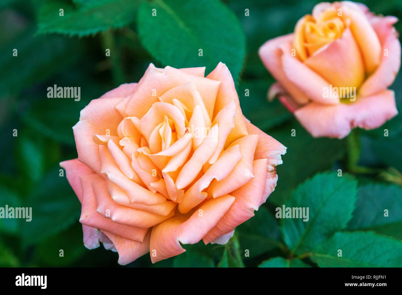 Atlantic star hi-res stock photography and images - Alamy