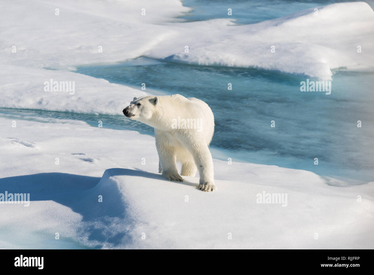 Wild polar bear on pack ice, north of Svalbard Arctic Norway Stock ...