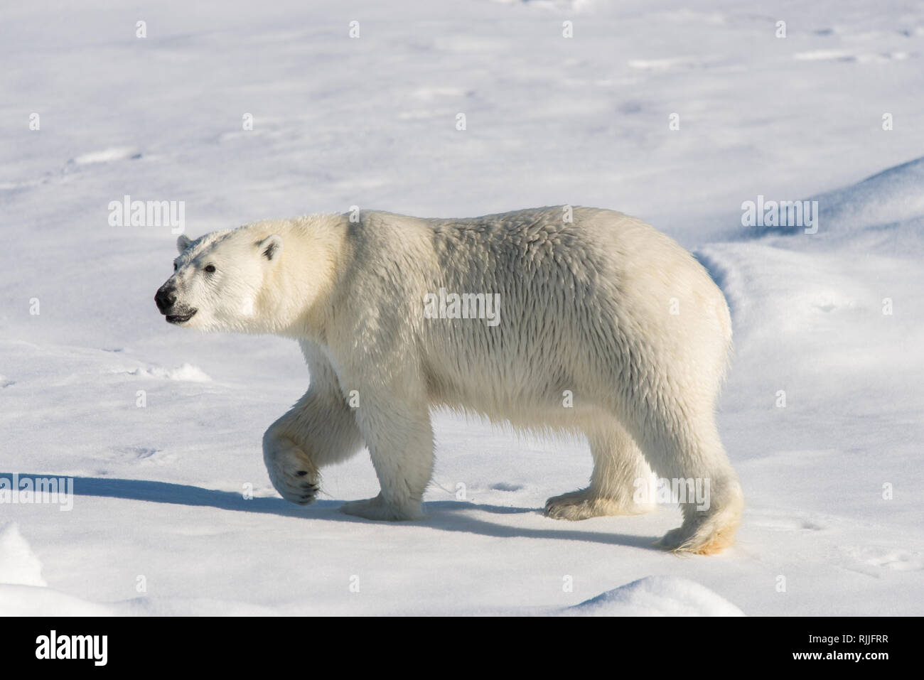 Wild polar bear on pack ice, north of Svalbard Arctic Norway Stock ...