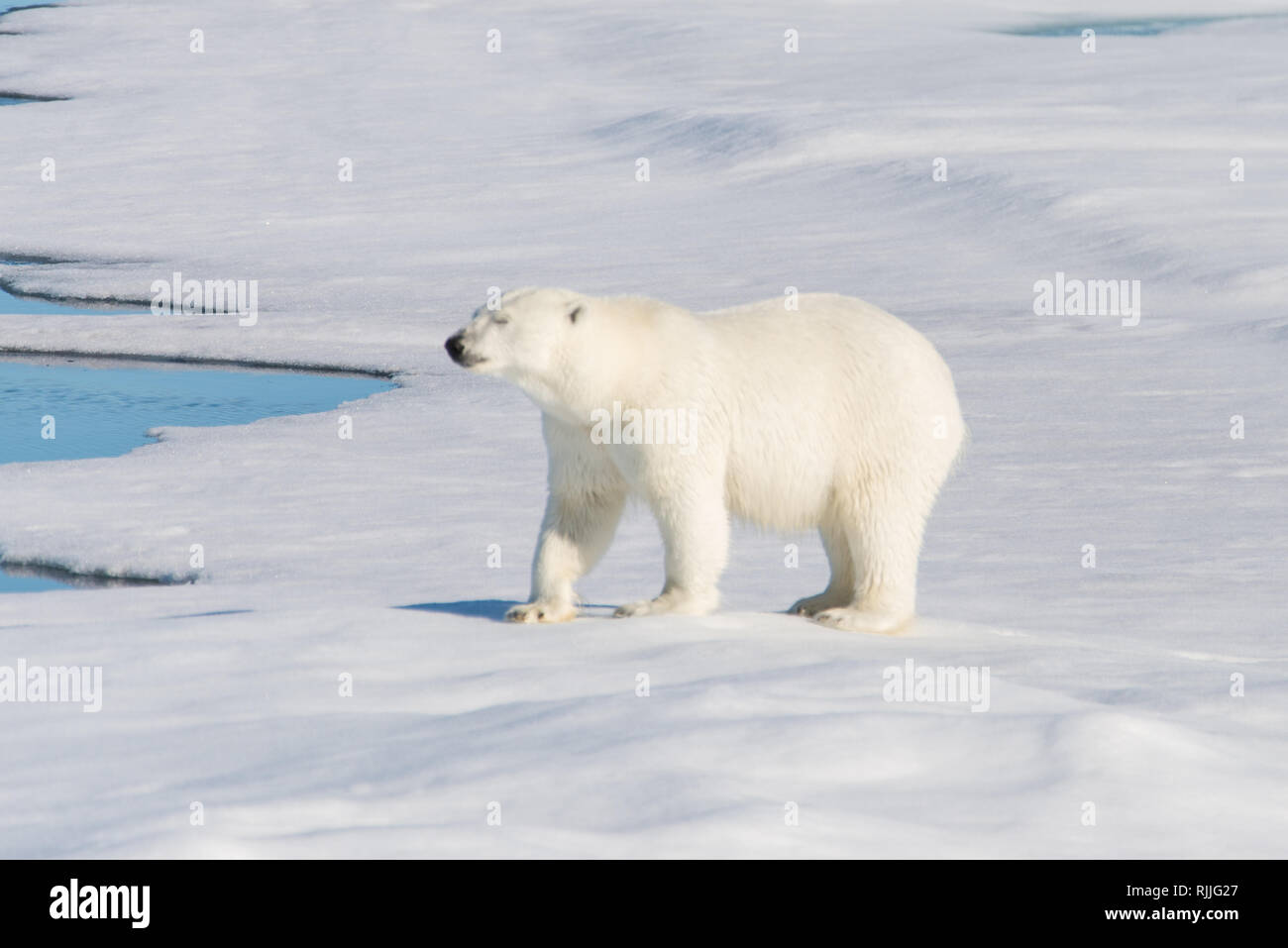 Wild polar bear on pack ice, north of Svalbard Arctic Norway Stock ...