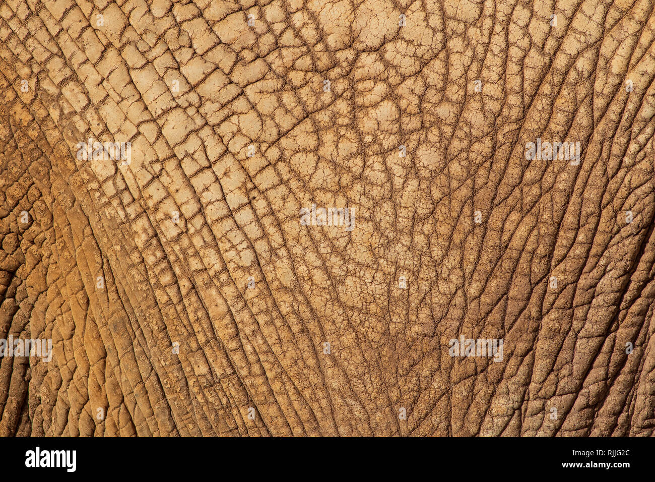 Elephant background and texture close-up Stock Photo - Alamy