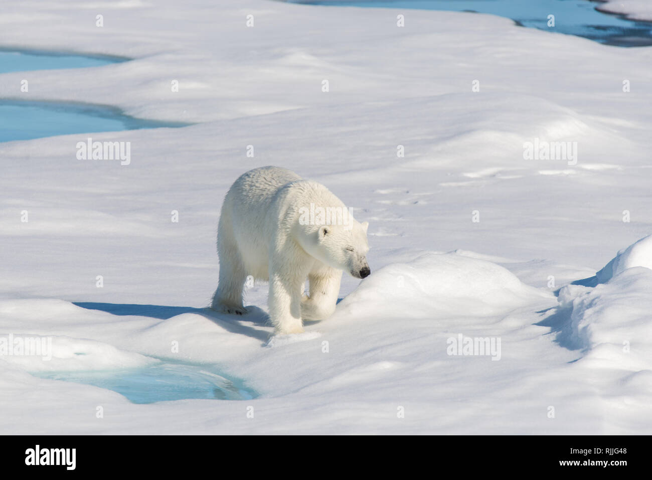 Wild polar bear on pack ice, north of Svalbard Arctic Norway Stock ...