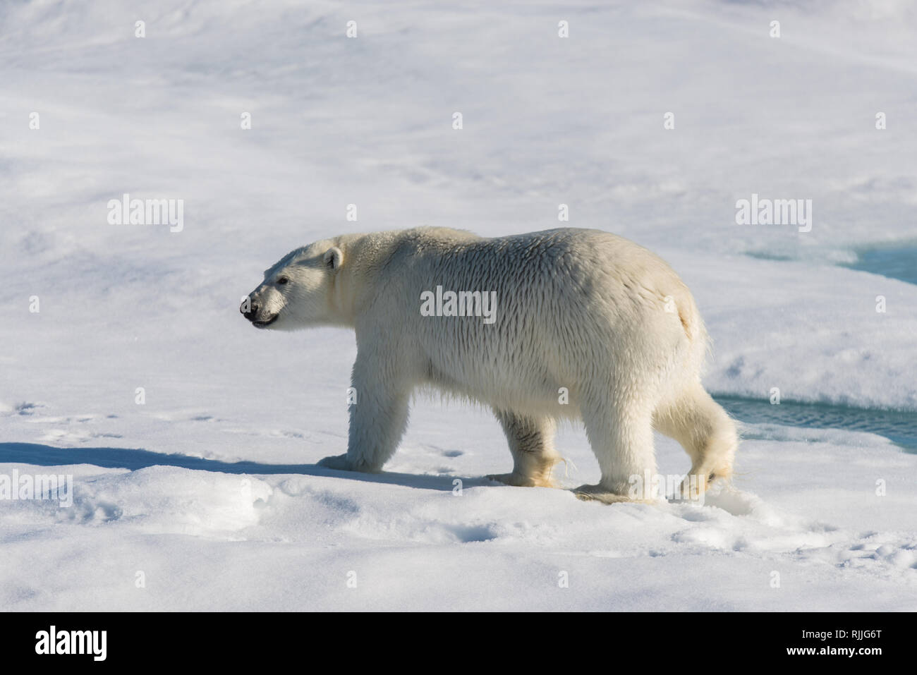 Wild polar bear on pack ice, north of Svalbard Arctic Norway Stock ...