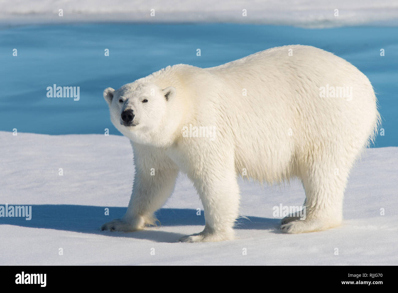 Wild polar bear on pack ice, north of Svalbard Arctic Norway Stock ...