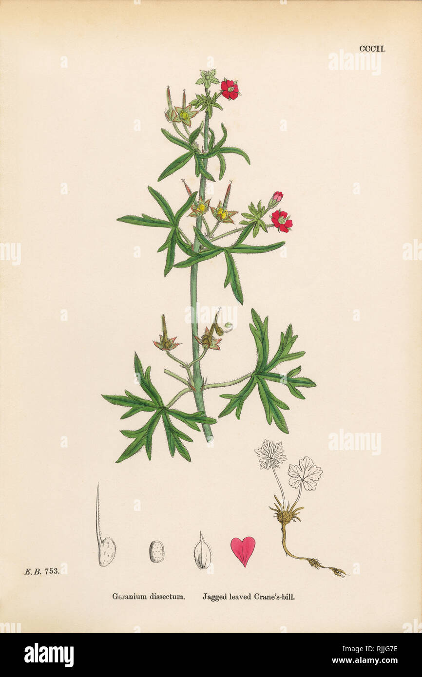 Antique Hand-Colored English Victorian Botanical Illustration, Circa ...