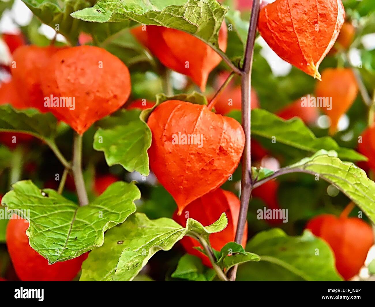 Macro of beautiful lampion flowers Stock Photo - Alamy