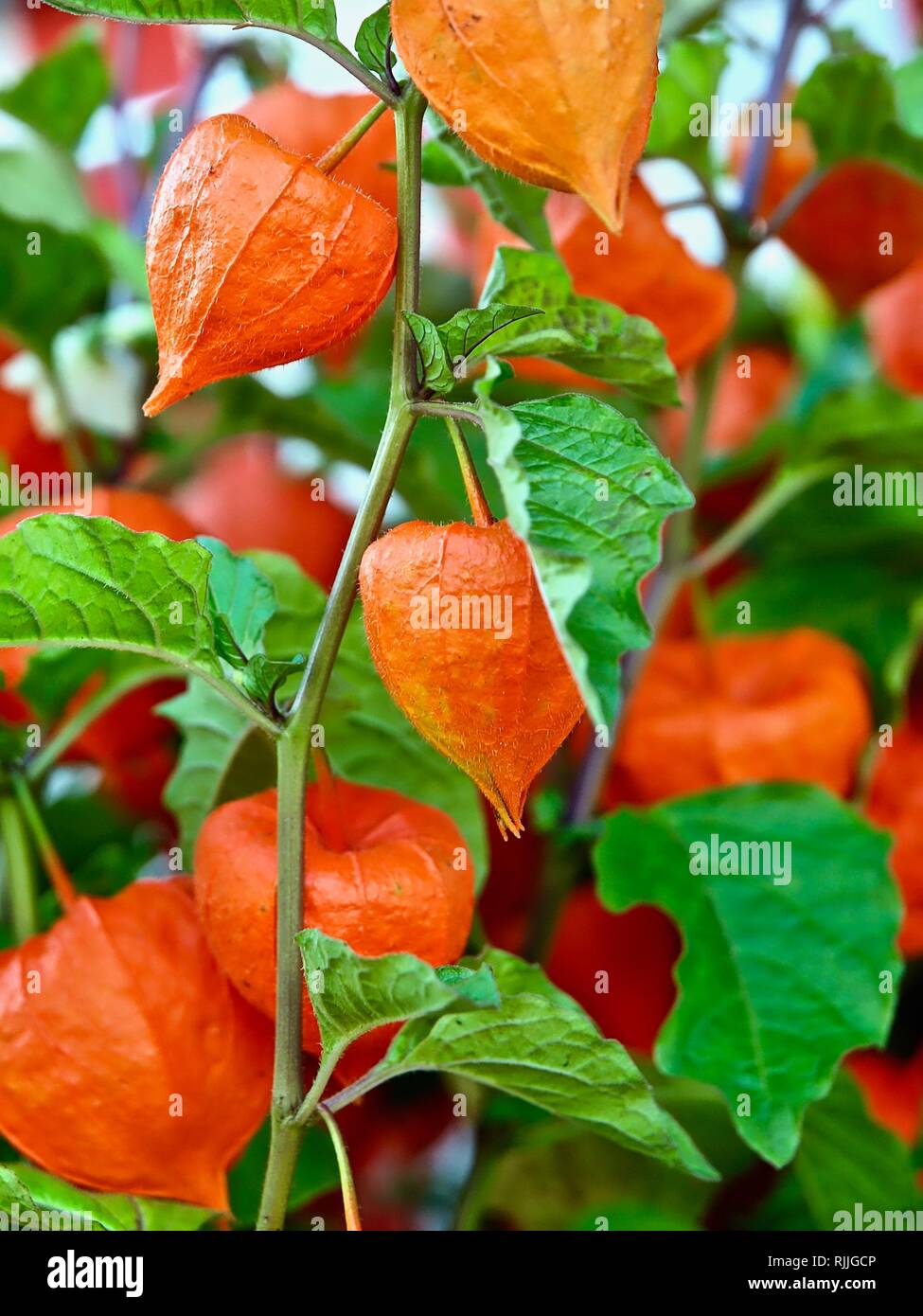 Macro of beautiful lampion flowers Stock Photo - Alamy
