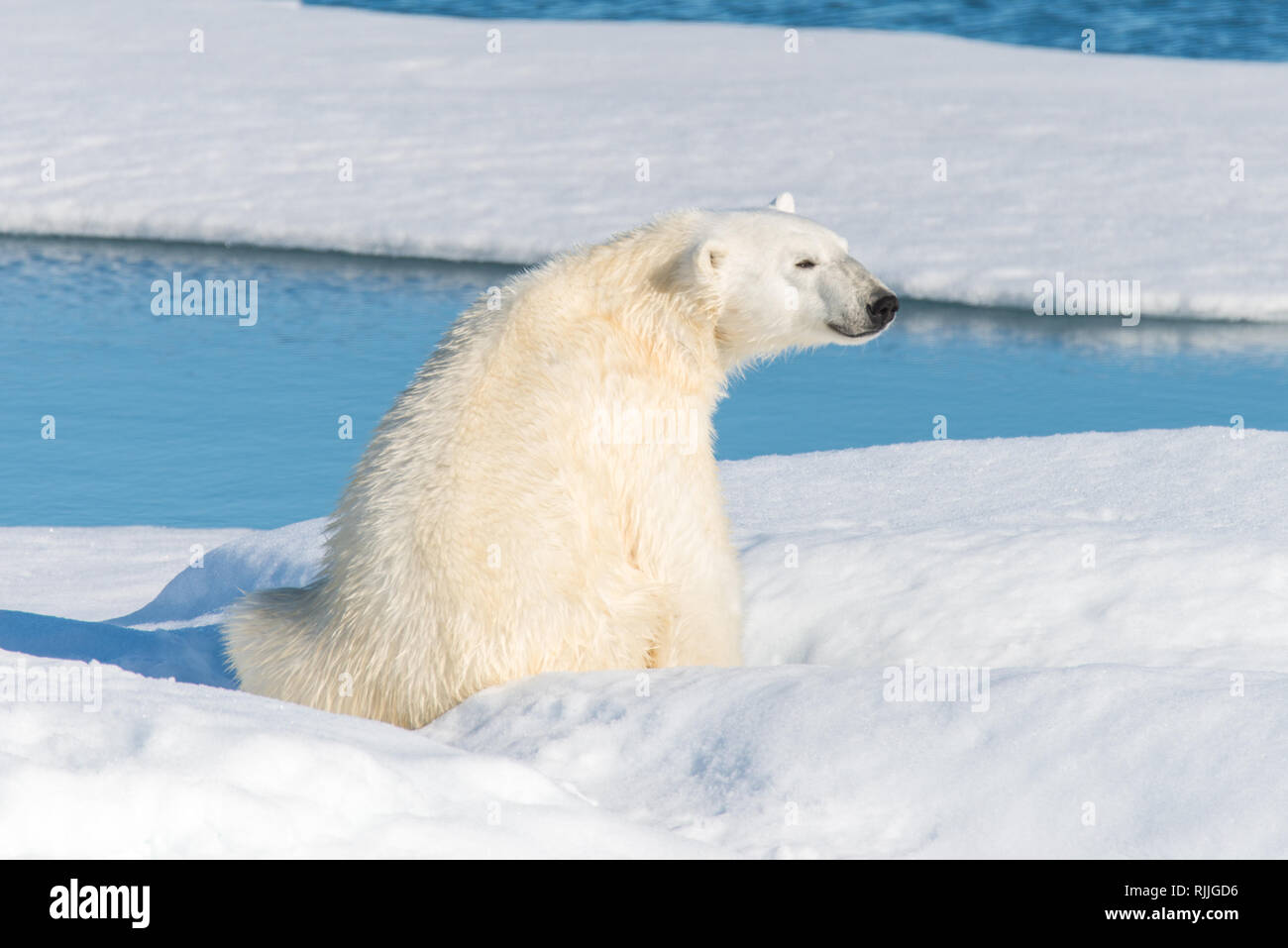 Wild polar bear on pack ice, north of Svalbard Arctic Norway Stock ...