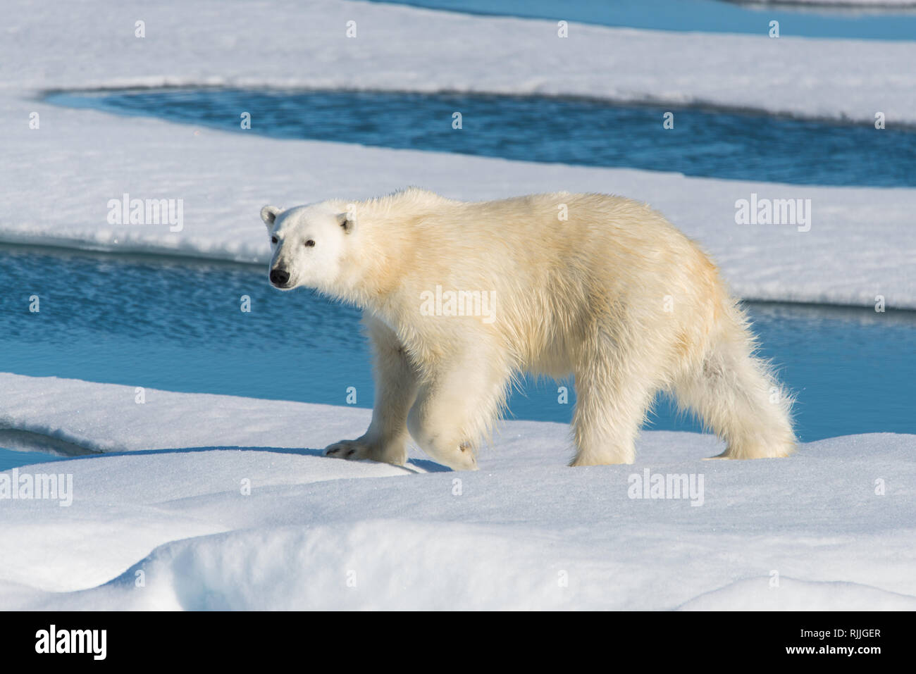 Wild polar bear on pack ice, north of Svalbard Arctic Norway Stock ...
