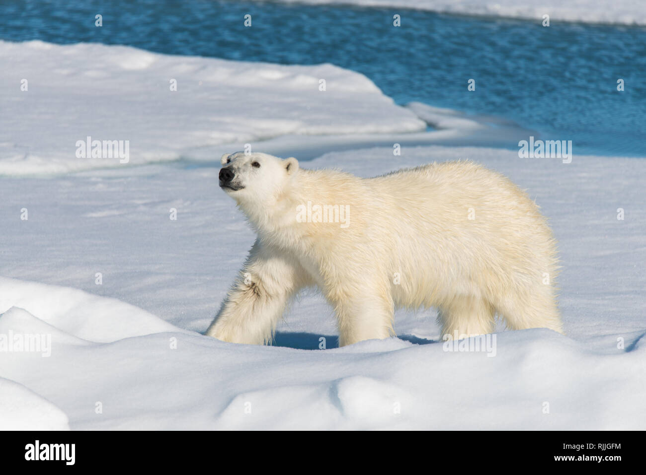 Wild polar bear on pack ice, north of Svalbard Arctic Norway Stock ...
