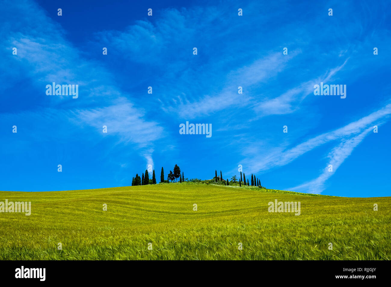 Typical hilly Tuscan countryside with a group of cypresses on a hill ...