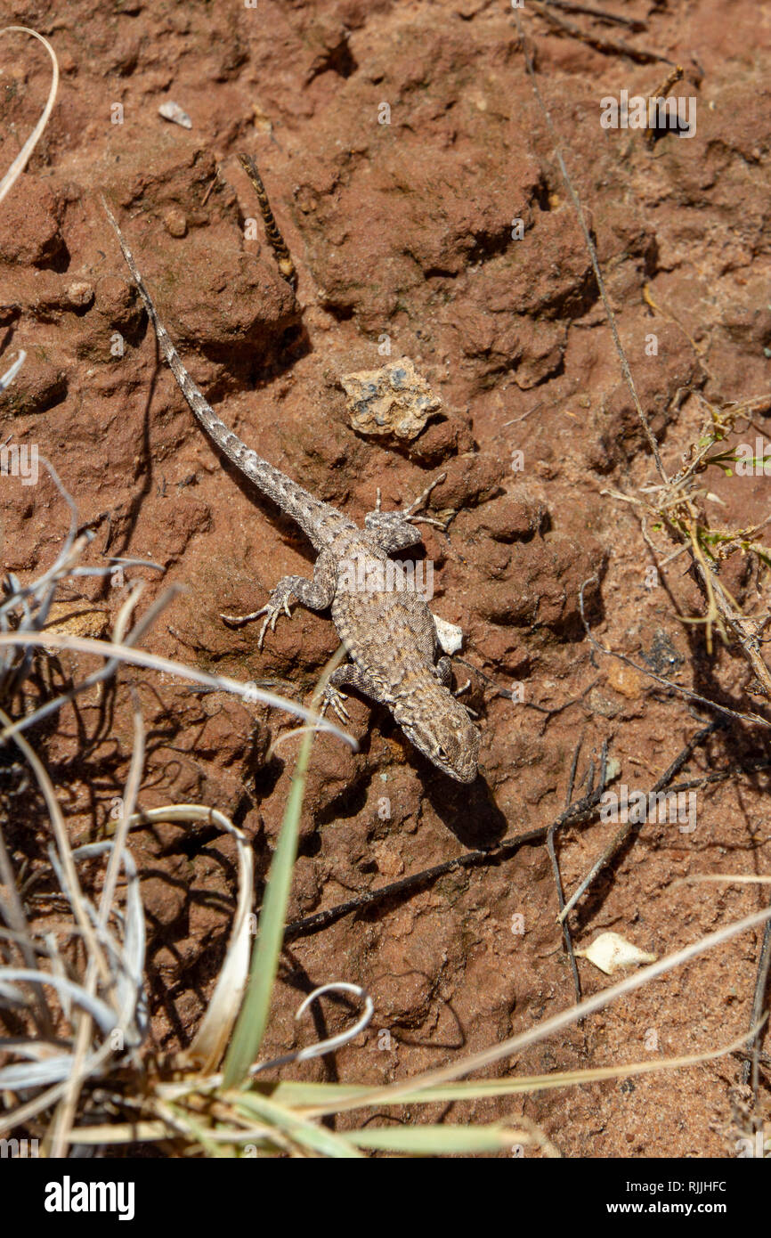 A small lizard (northern plateau lizard- Sceloporus undulatus), Utah ...