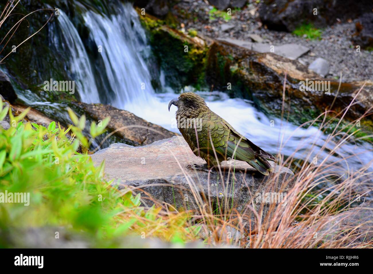 A close up photo of a New Zealand native parrot kea. The endangered kea ...