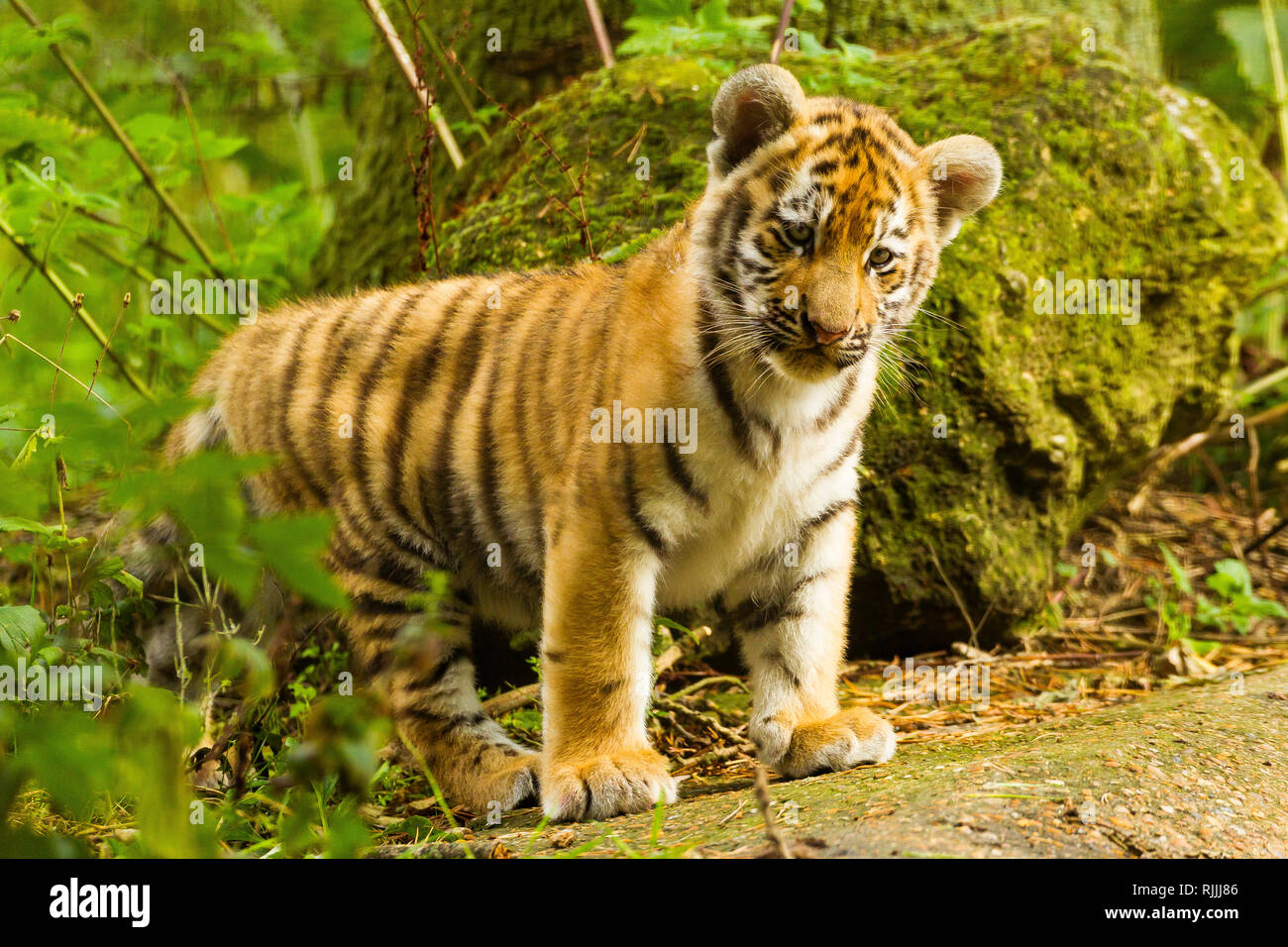 Siberian Tiger Cub Standing Panthera High Resolution Stock Photography ...
