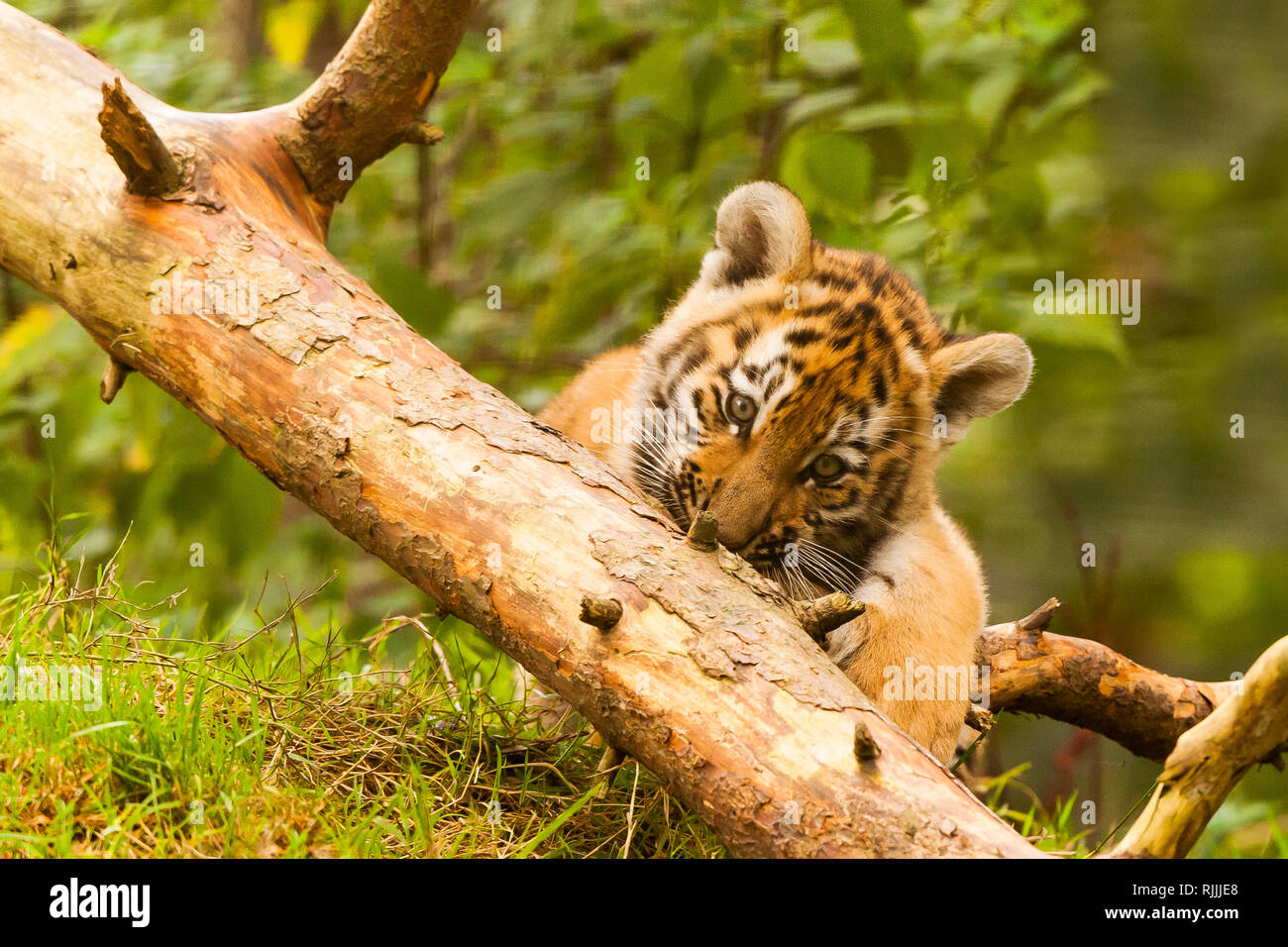 Tiger behind a tree hi-res stock photography and images - Alamy