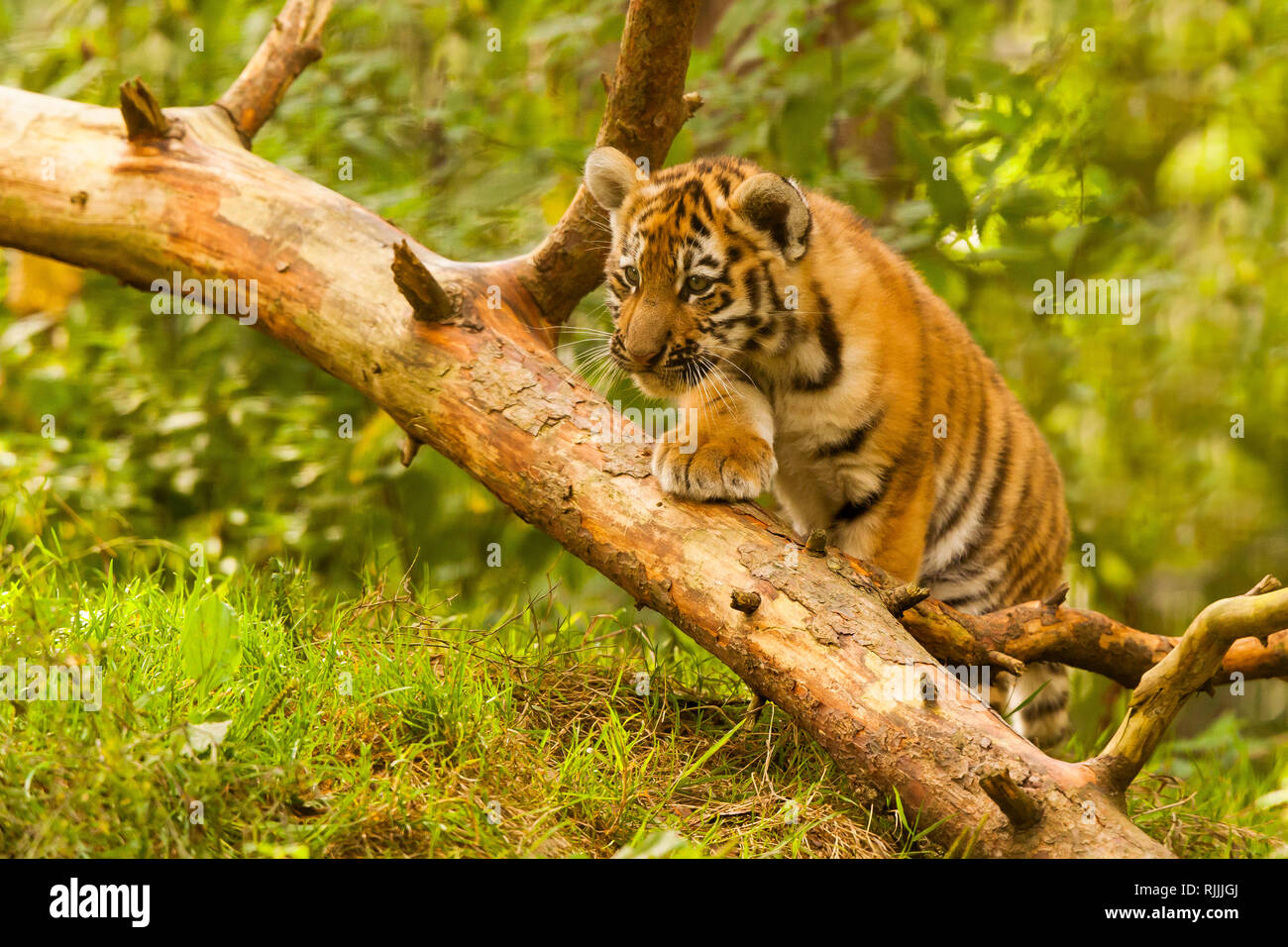 Siberian Tiger Cub Standing Panthera High Resolution Stock Photography ...