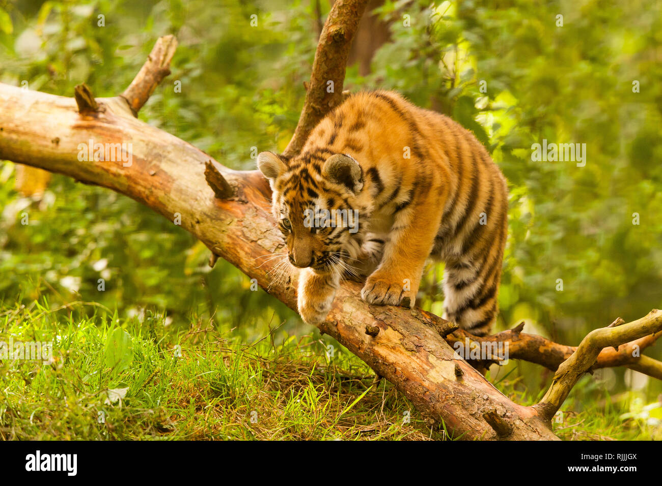 Amur/Siberian Tiger Cub (Panthera Tigris Altaica) Jumping Over A Tree ...