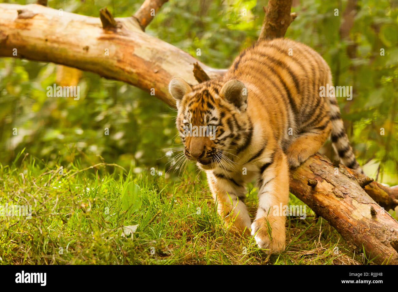 Siberian cat jumping hi-res stock photography and images - Alamy