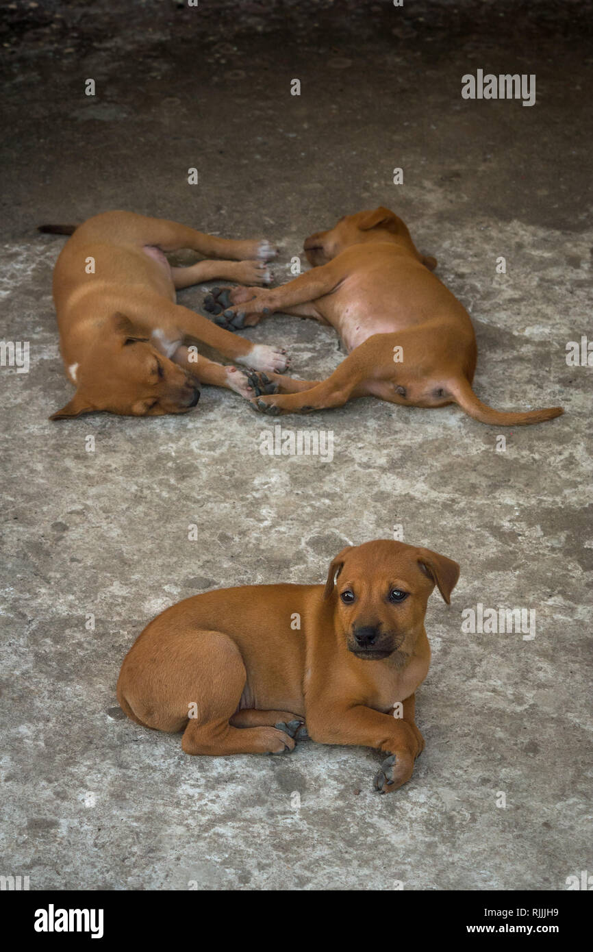 Can Sibling Puppies Live Together