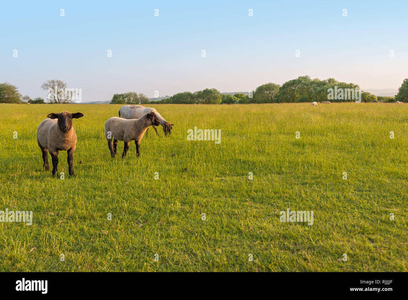 Lamb trees farm animal sheep hi-res stock photography and images - Alamy